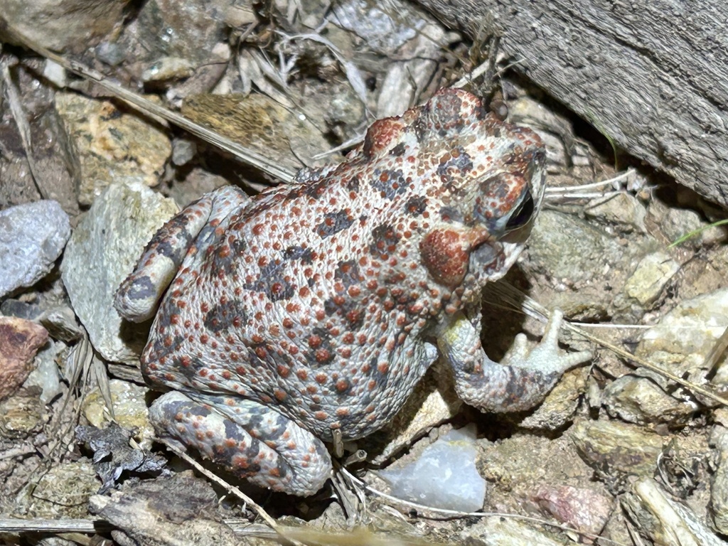 Red-spotted Toad from E Wickenburg Way, Wickenburg, AZ, US on September ...