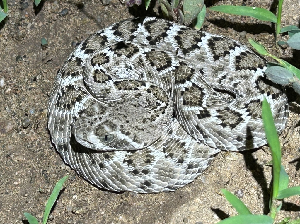 Western Diamond-backed Rattlesnake in September 2023 by Eric Hough ...