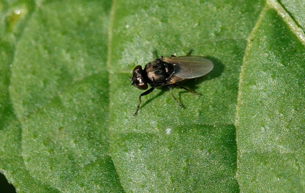 Shore Flies from South Riverdale, Toronto, ON, Canada on September 4 ...