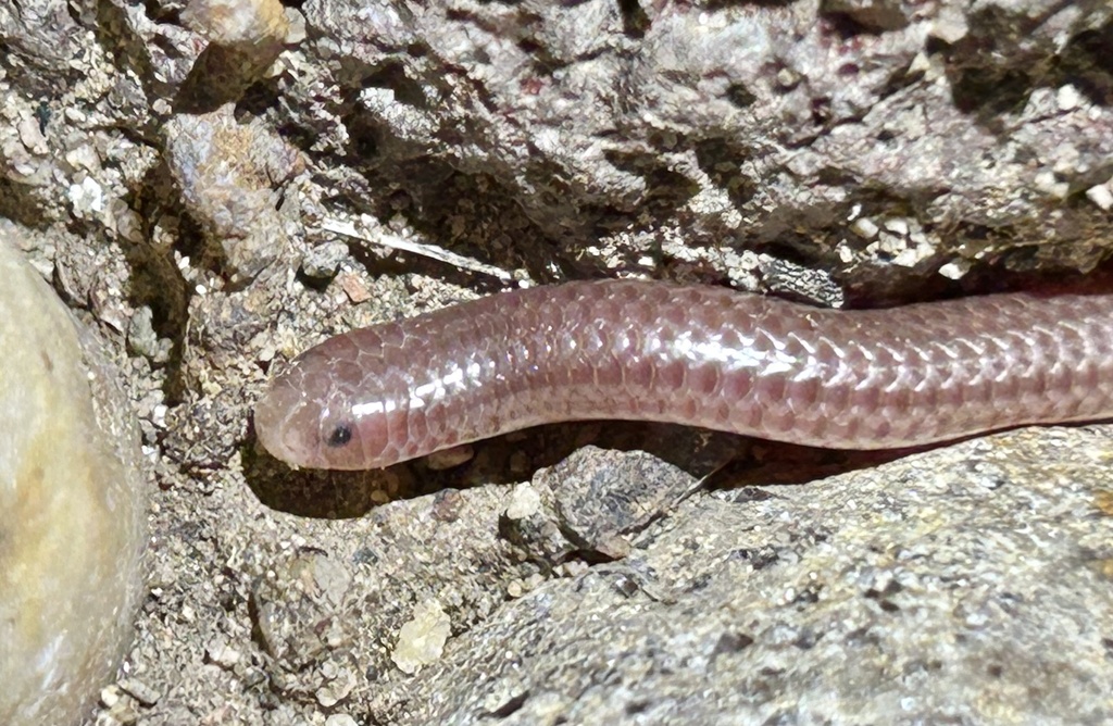 Western Threadsnake in September 2023 by Eric Hough. 1 of 2 individuals ...
