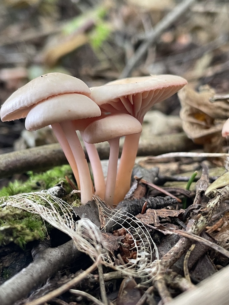 Cluster Cap from Whiting Ln, Kingston, NB, CA on September 4, 2023 at ...