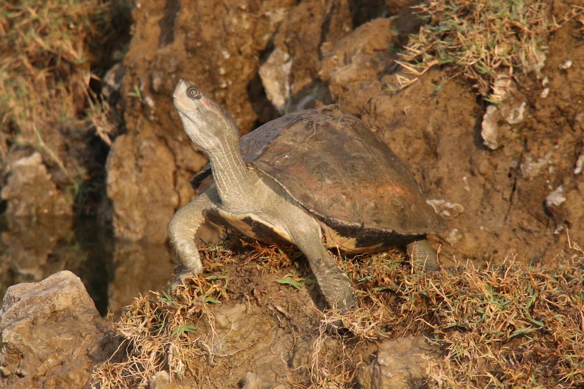 Indian Tent Turtle