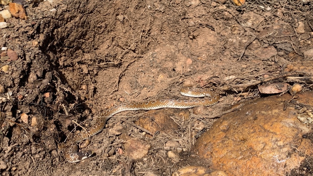 Lineolate Shovel-snout from Bontebok National Park, Barrydale ...