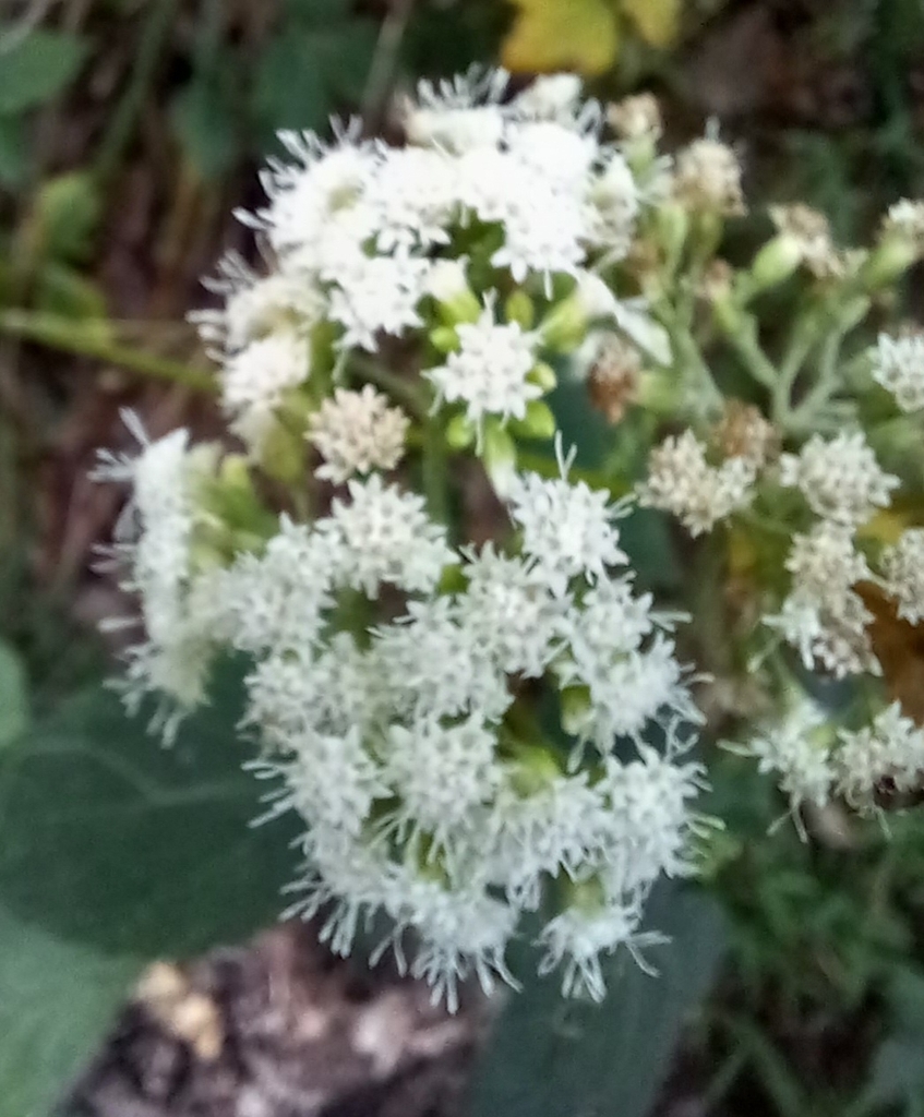 white snakeroot from Blue Grass, VA 24413, USA on September 3, 2023 at ...