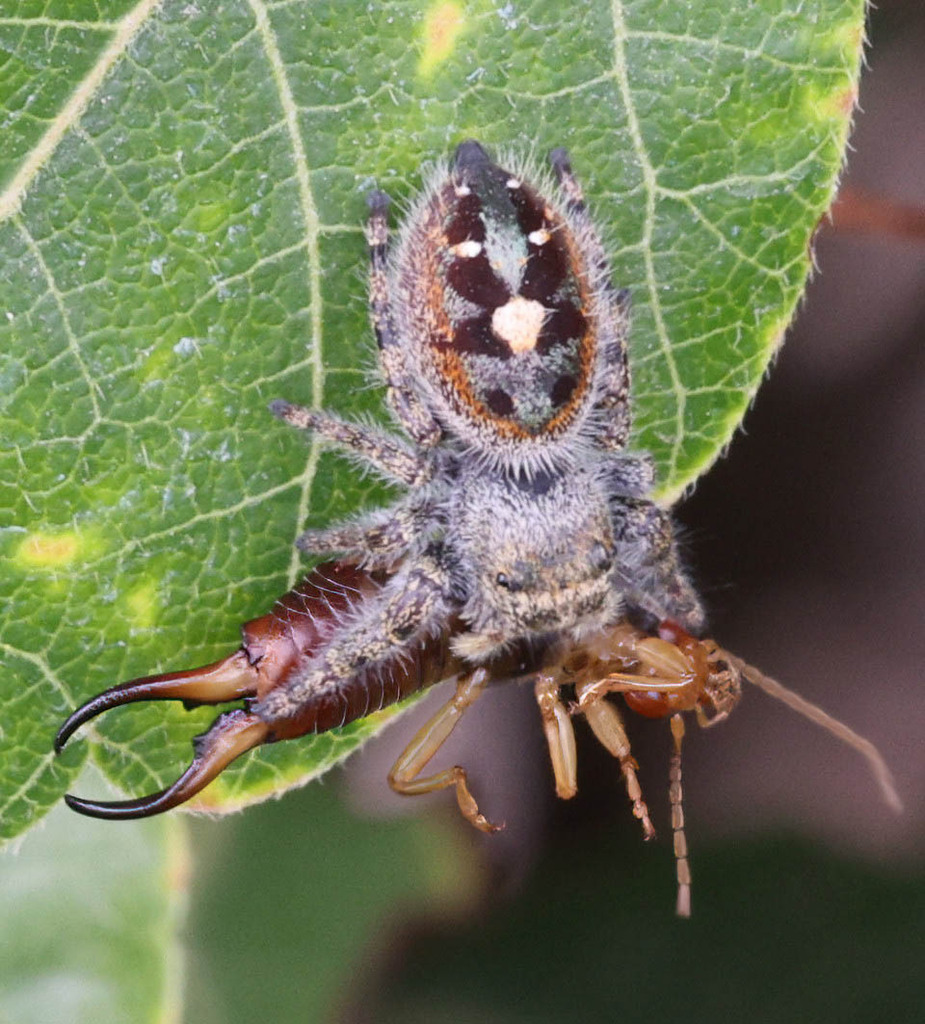 Bold Jumping Spider from Walla Walla, WA 99362, USA on September 3 ...