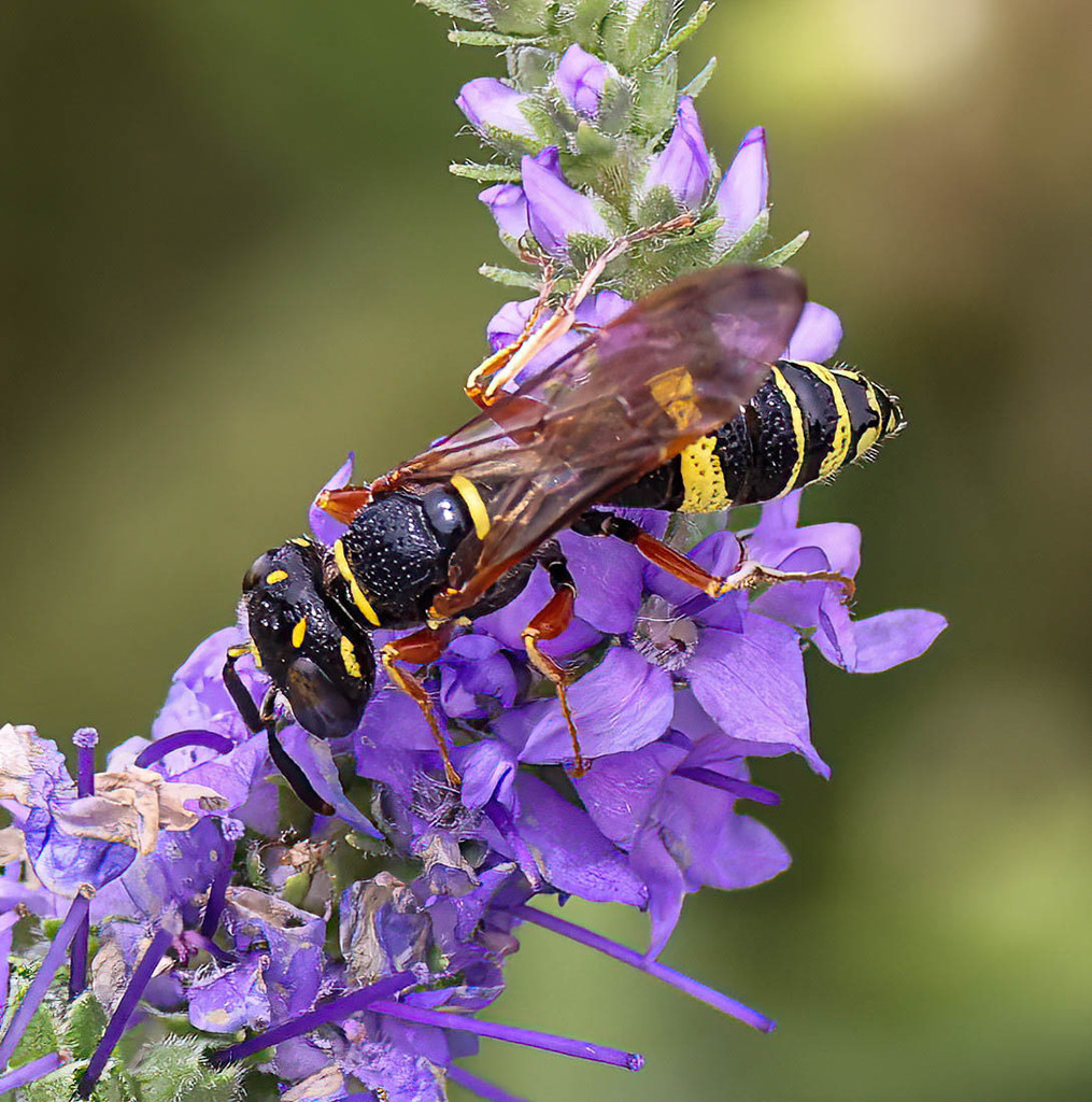 Beewolves from Walla Walla, WA 99362, USA on September 3, 2023 at 12:51 ...