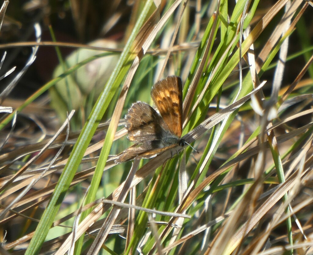 Mariposa Copper from Red Gap Pass Trail, Glacier County, MT, USA on ...