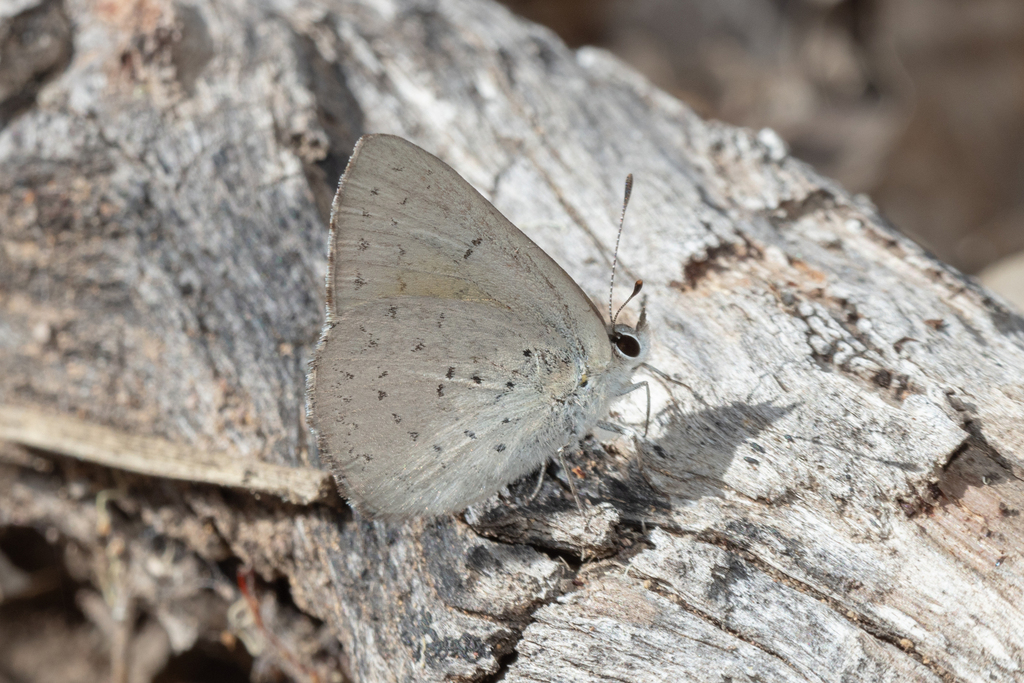 Large Trident-Blue from Moggill Conservation Park on September 2, 2023 ...
