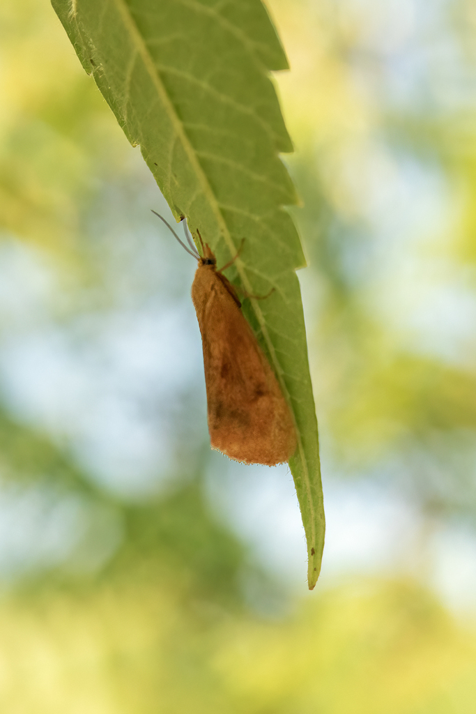 Orange Virbia Moth from La Crescent, MN, USA on September 4, 2023 at 11 ...