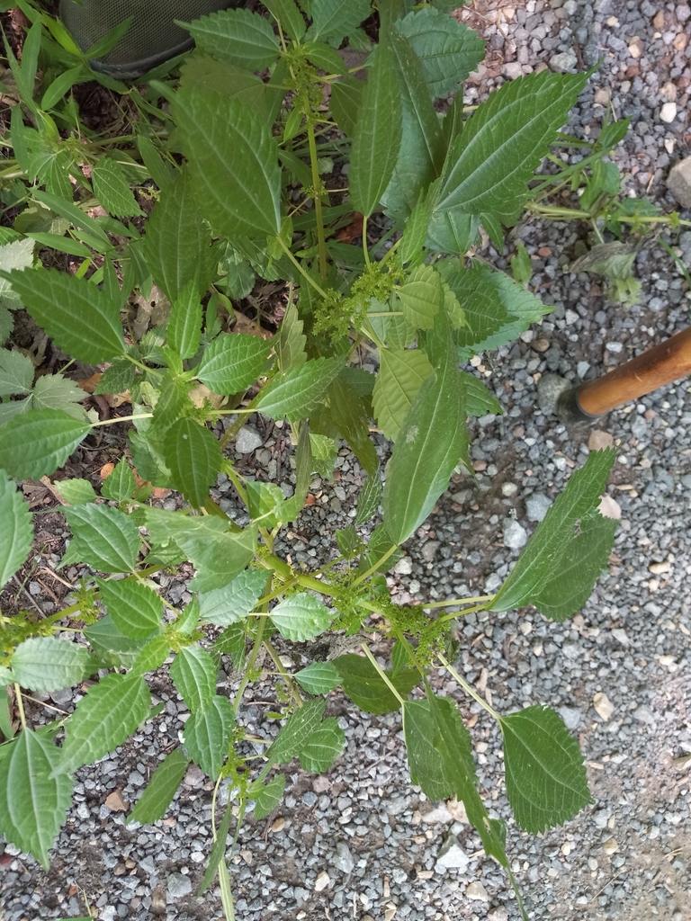 false nettle from Blue Grass, VA 24413, USA on September 3, 2023 at 01: ...