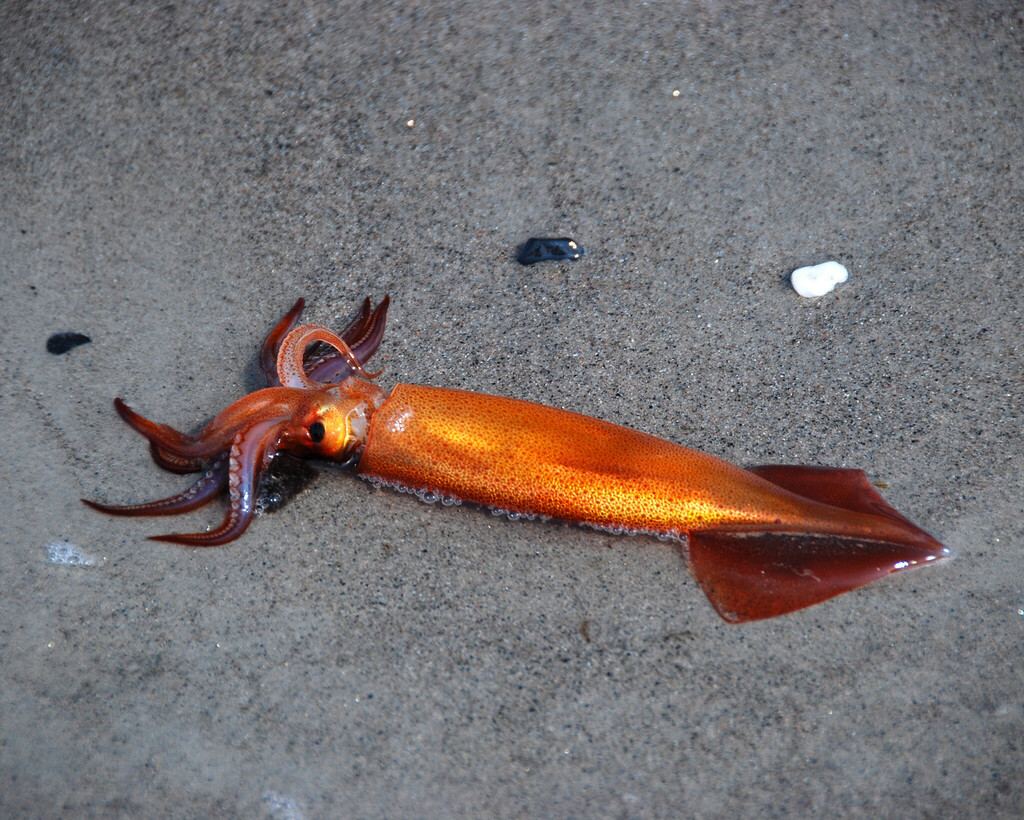 Northern Shortfin Squid from Eastport, NL A0G, Canada on August 25 ...