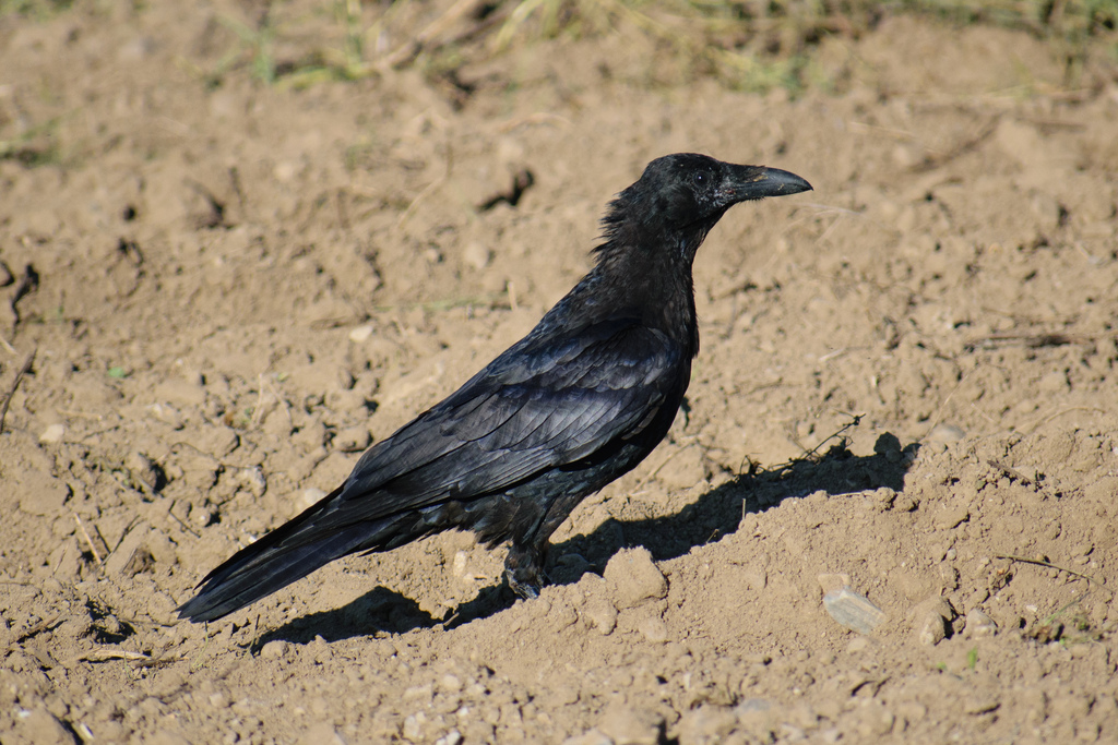 Common Raven from Ventura County, CA, USA on September 4, 2023 at 08:01 ...