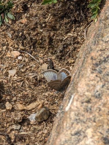 Observations by caseyrucker · iNaturalist