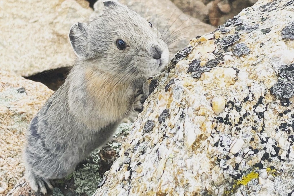 American Pika from Rocky Mountain National Park, Estes Park, CO, US on ...