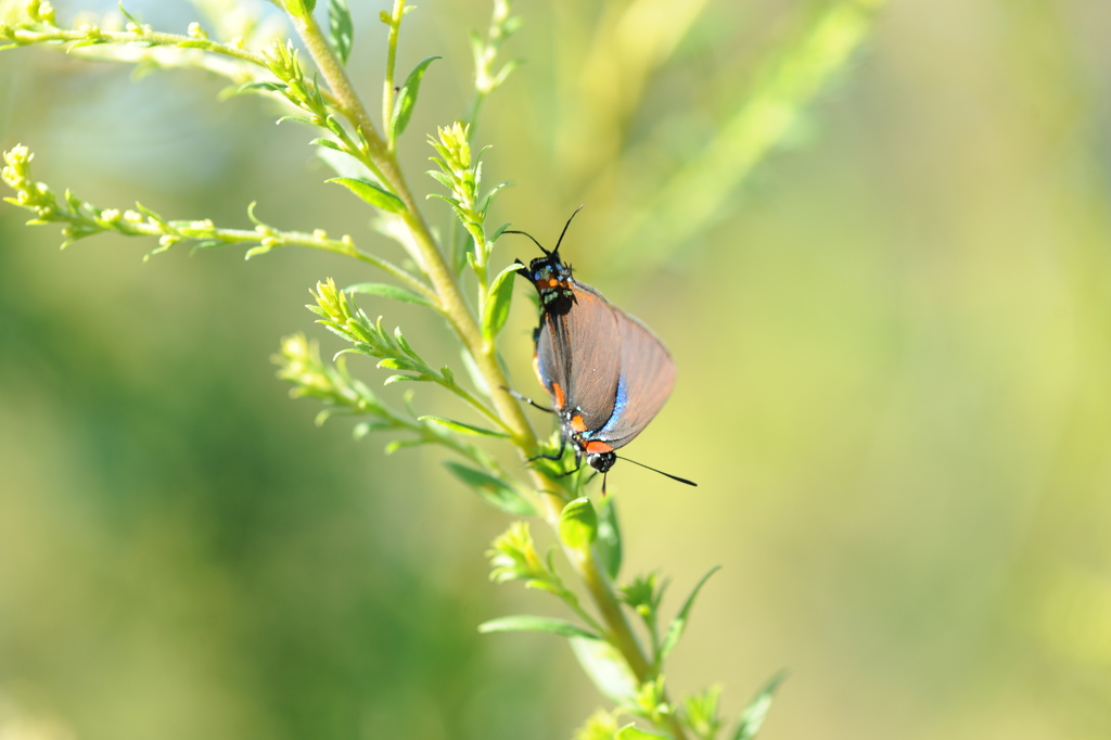 Great Purple Hairstreak in September 2023 by Tim Darst · iNaturalist