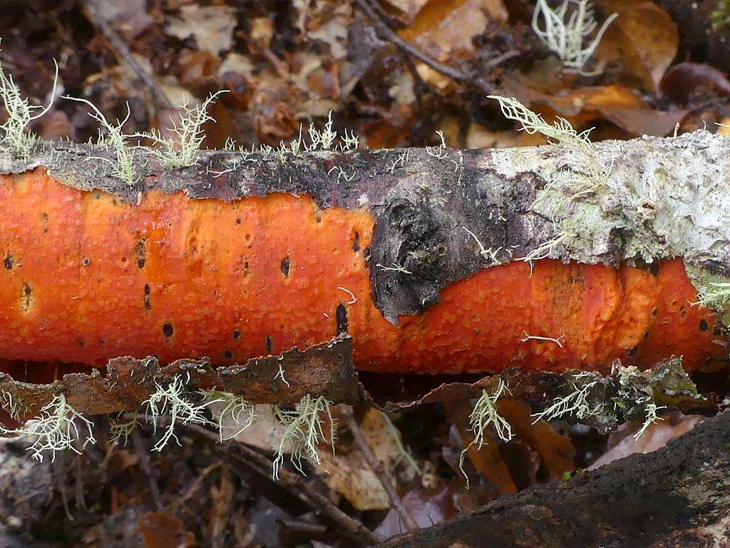 Australovuilleminia coccinea from Tangiwai, New Zealand on May 14, 2017 ...