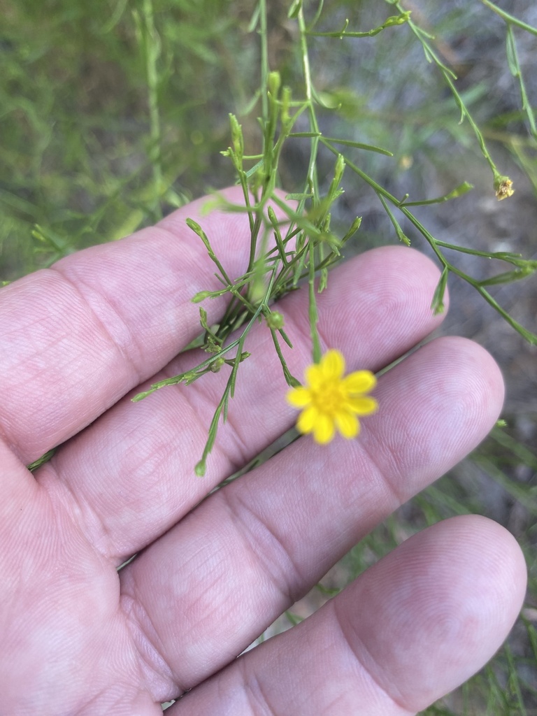 prairie broomweed from N Bowman Springs Rd, Arlington, TX, US on ...