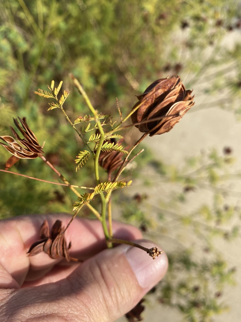 Illinois bundleflower from N Bowman Springs Rd, Arlington, TX, US on ...