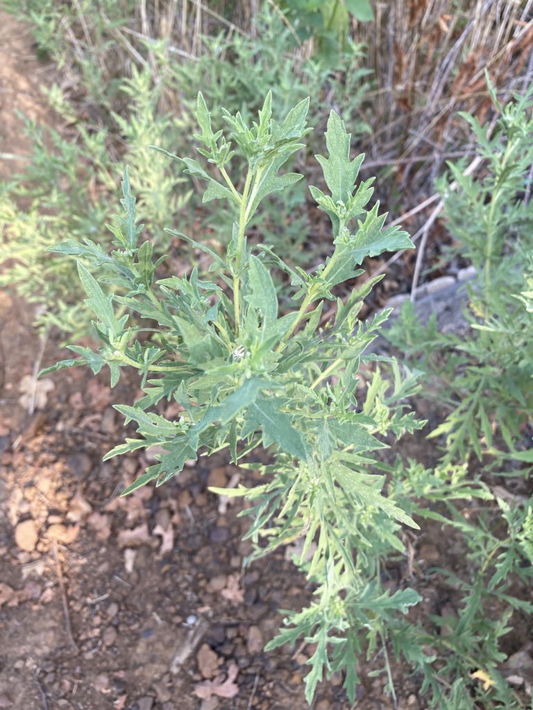 western ragweed from N Bowman Springs Rd, Arlington, TX, US on ...