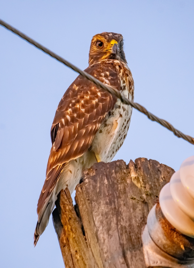 Red-shouldered Hawk from Apopka, FL 32712, USA on September 4, 2023 at ...