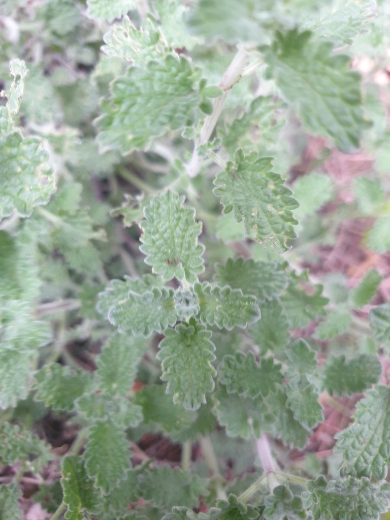 Mentheae from 7591025 Las Condes, Región Metropolitana, Chile on ...