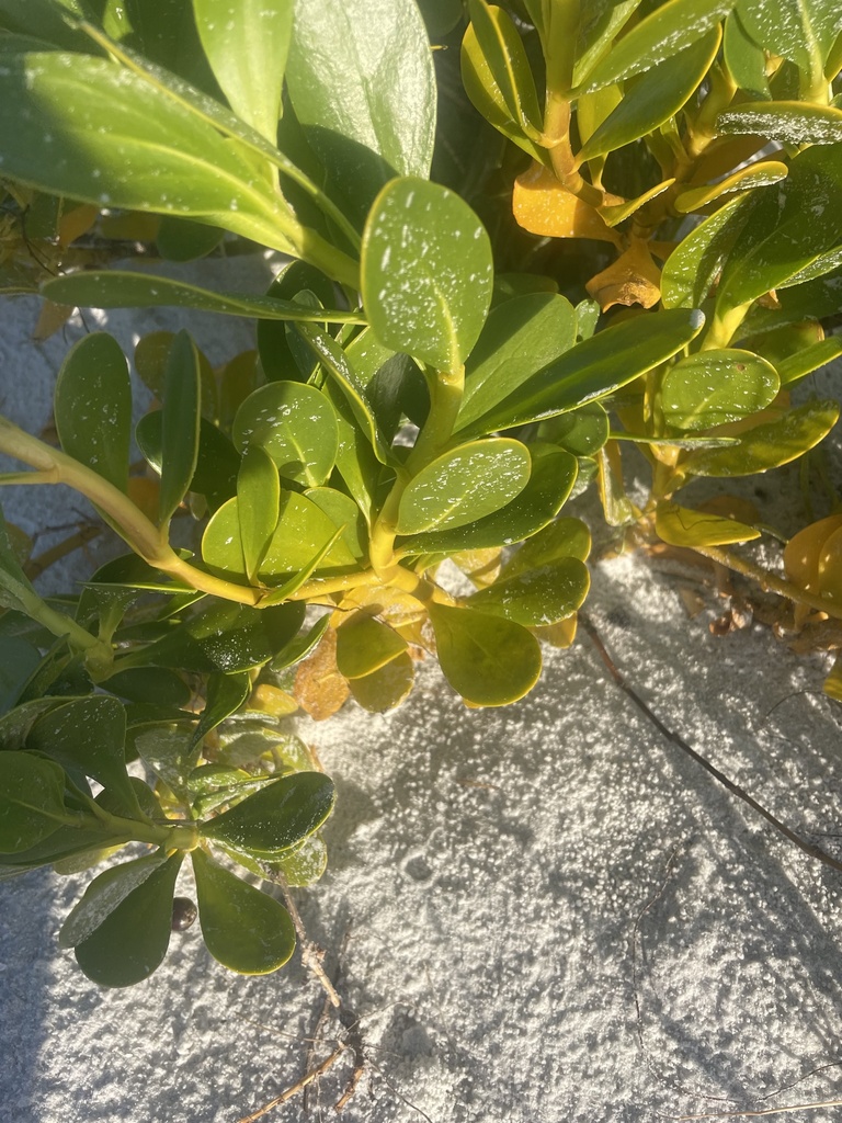 coastal inkberry from North Atlantic Ocean, FL, US on September 4, 2023 ...