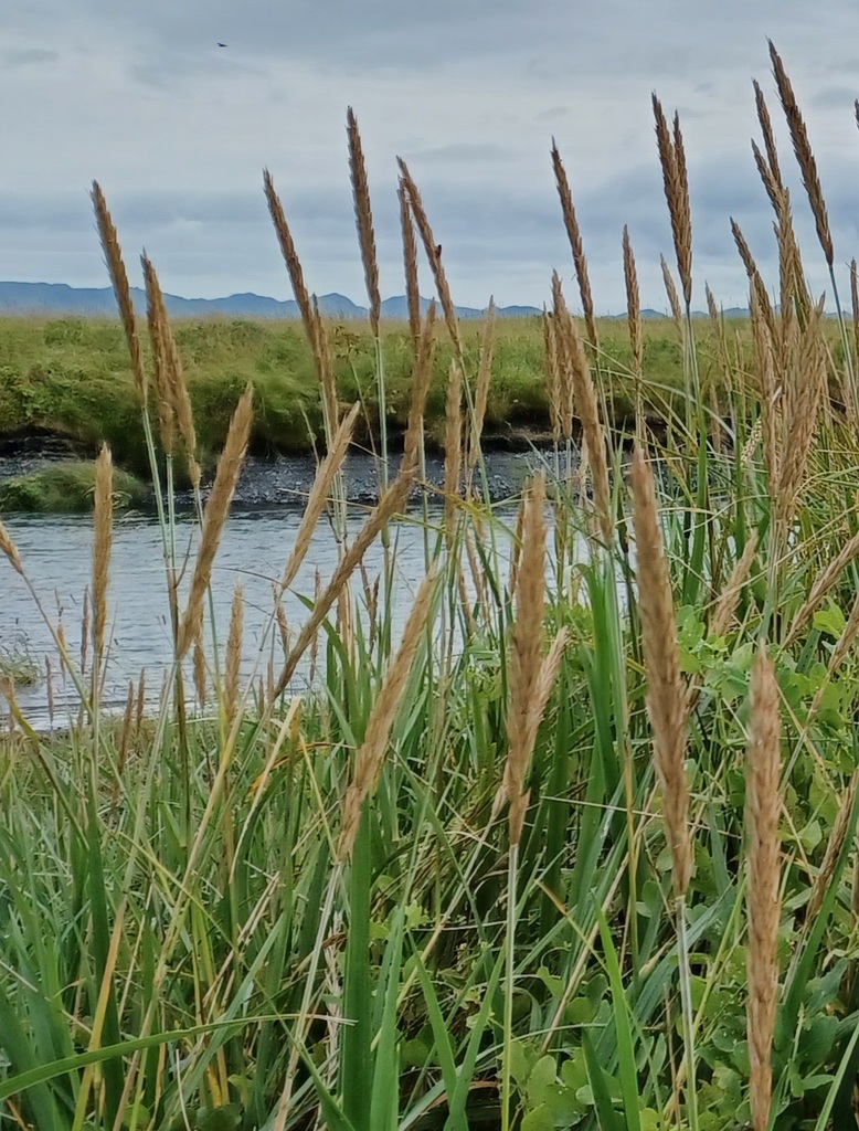 American dune grass from Kodiak Island Borough, AK, USA on August 30 ...