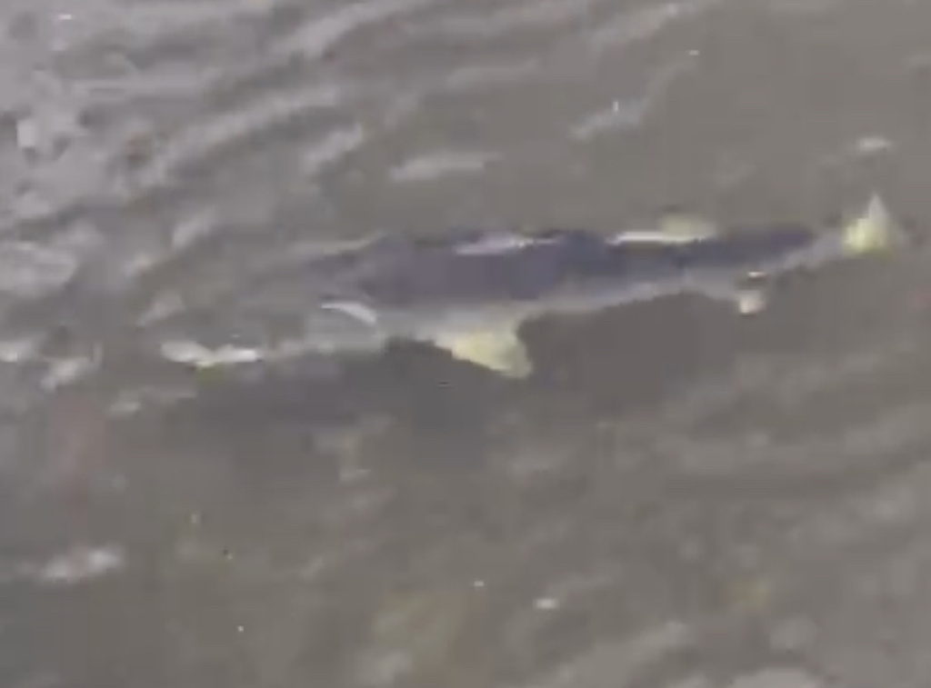 Common Snook from Whiskey Creek, Hollywood, FL, US on September 1, 2023 ...