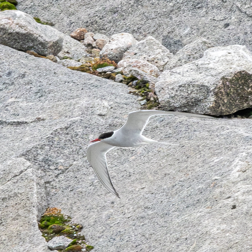 Arctic Tern from Svalbard, Svalbard and Jan Mayen on August 21, 2023 at ...