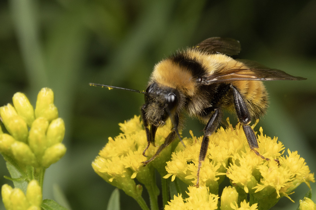 Northern Amber Bumble Bee from Pippy Park, St. John's, NL A1B, Canada ...