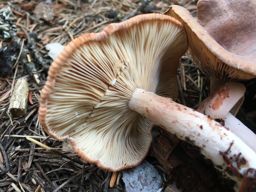 Rufous Milkcap from McCall, ID, US on September 1, 2023 at 12:09 PM by ...