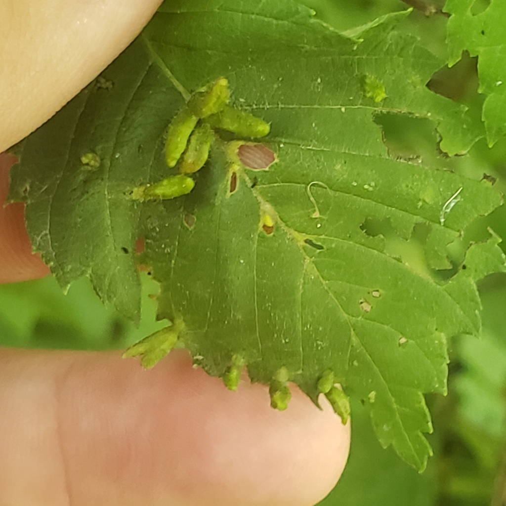 Elm Finger Gall Mite from Vernon Township, PA, USA on September 4, 2023 ...