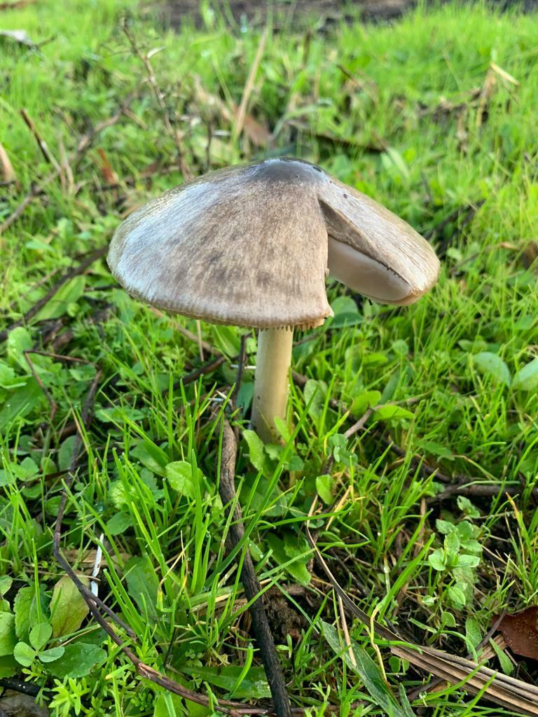 Volvopluteus from Cachapoal, O'Higgins, Chile on September 3, 2023 at ...