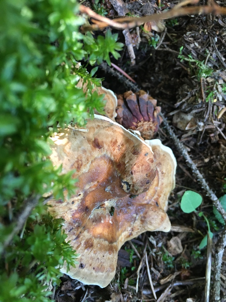 Stereo Tooth in September 2023 by Krista Willmorth // The FunGal ...