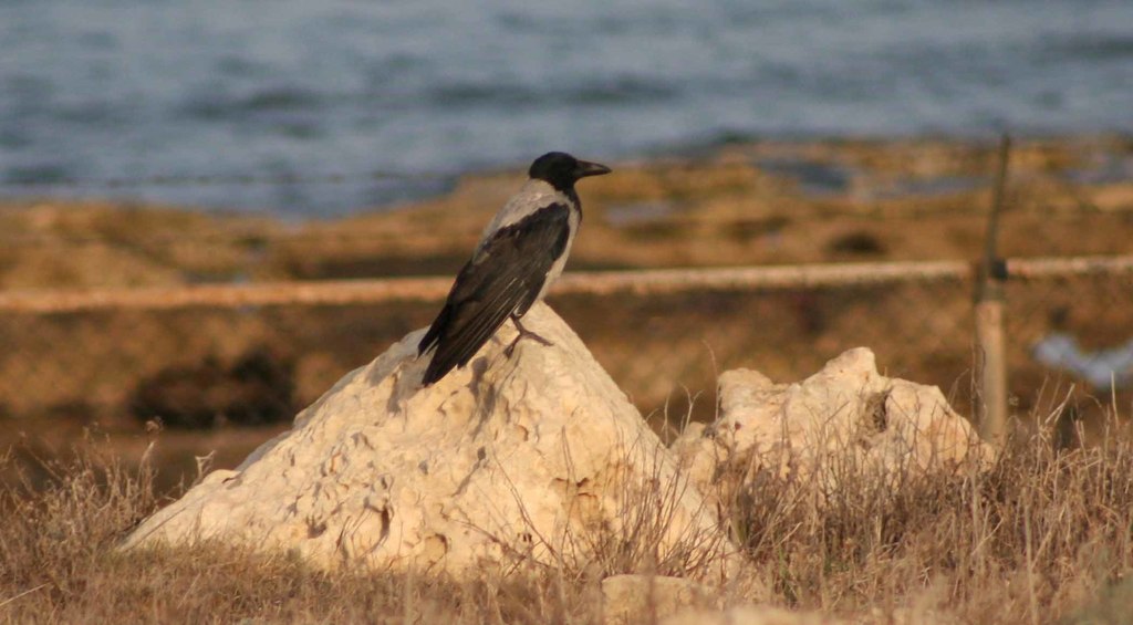 Hooded Crow from Paphos, Cyprus on October 31, 2008 at 06:14 AM by Paul ...