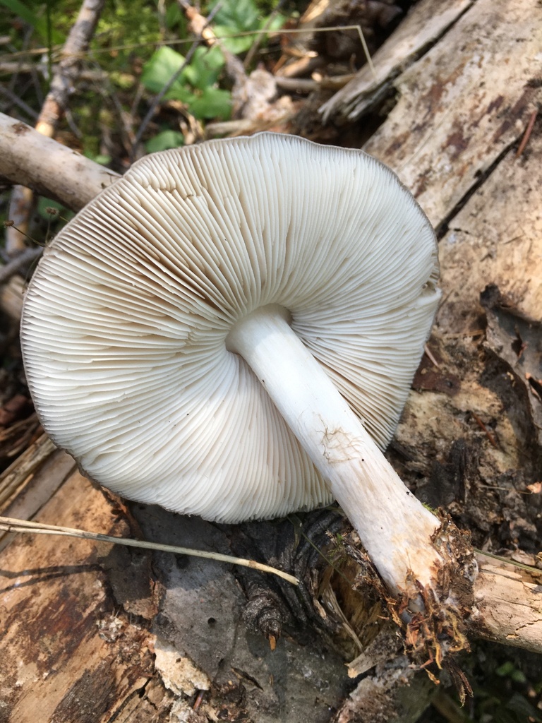 Deer Mushroom from Payette National Forest, McCall, ID, US on September ...