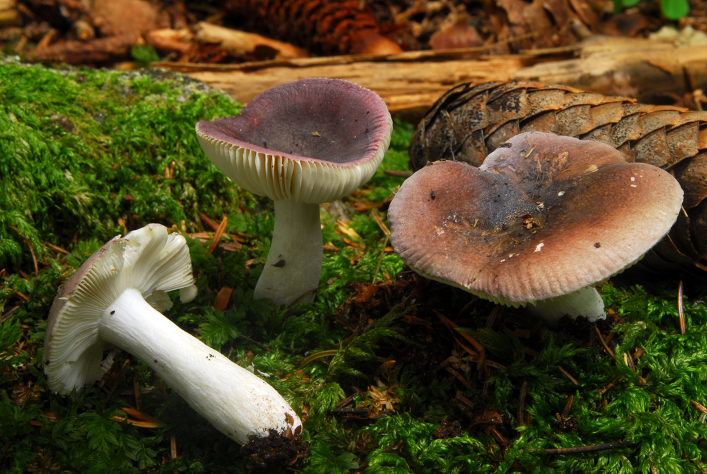 Russula azurea from Bagni di Masino (SO), Italia on August 17, 2018 at ...