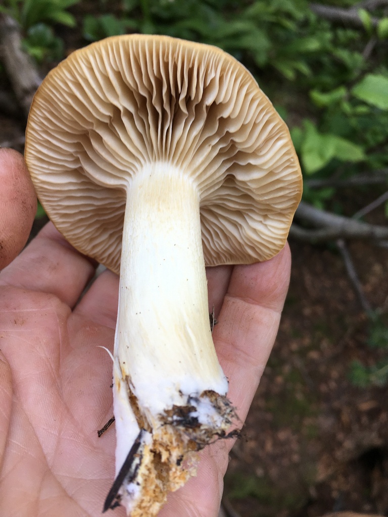 Tricholoma platyphyllum from Payette National Forest, McCall, ID, US on ...