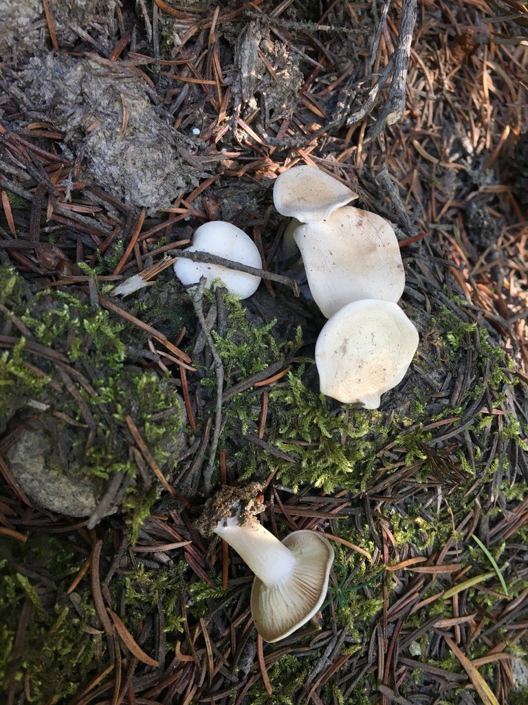 Funnels from Payette National Forest, McCall, ID, US on September 1 ...