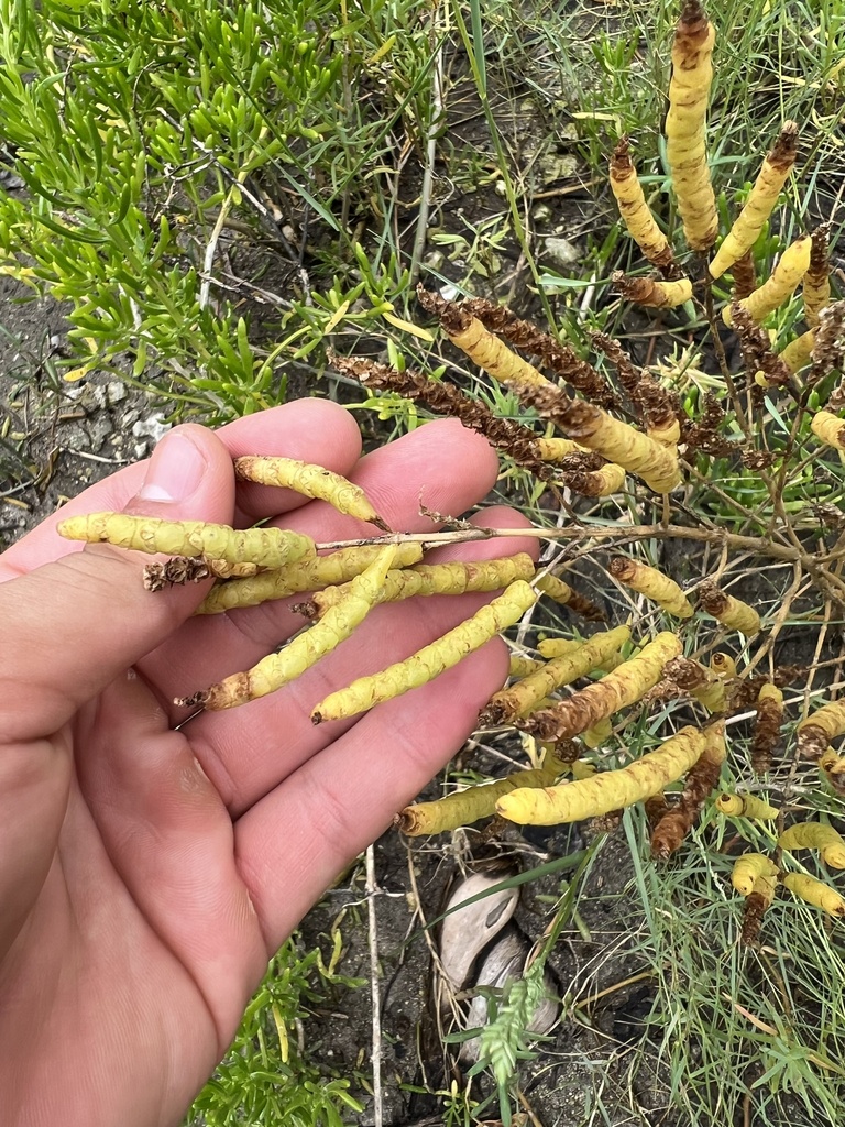 Dwarf Glasswort from Everglades National Park, FL, US on September 4 ...