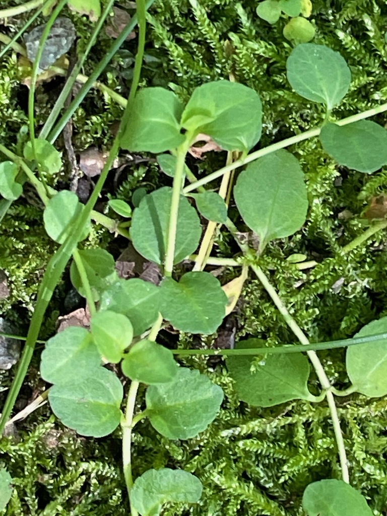 thyme-leaved speedwell from Norwich, VT, USA on August 24, 2023 at 01: ...