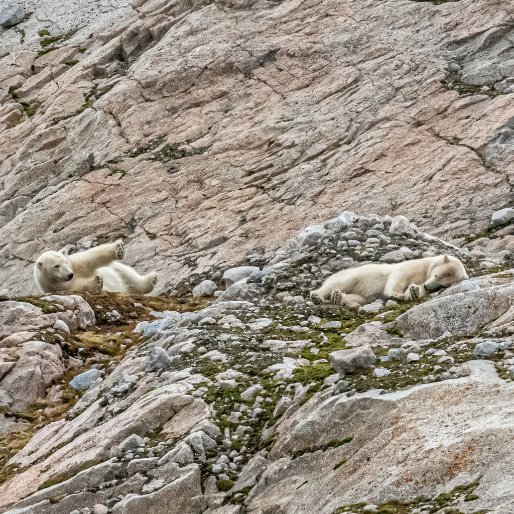 Polar Bear from Svalbard, Svalbard and Jan Mayen on August 21, 2023 at ...