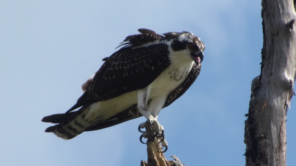 Osprey from Fulton Township, IL 61252, USA on September 4, 2023 at 03: ...