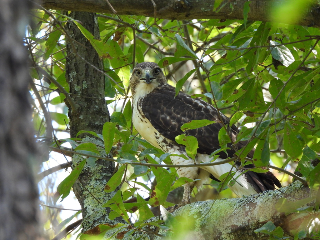 Red-tailed Hawk from Katie Kerr Dr, Decatur, GA, US on September 4 ...