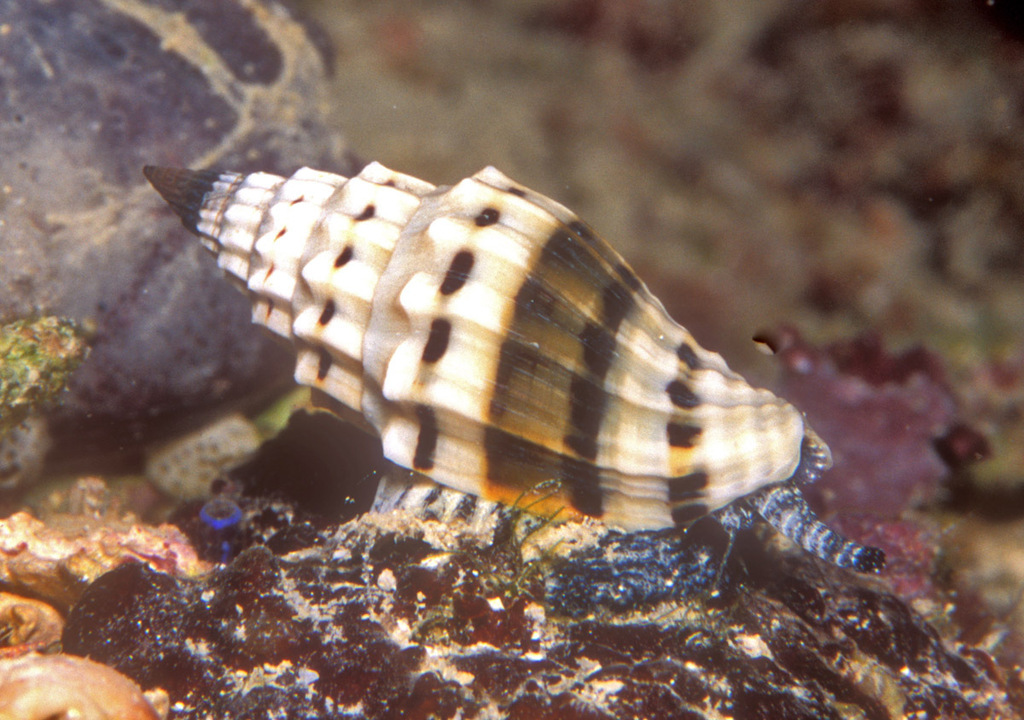 Plaited Mitre from Pohnpei, Micronesia on July 17, 2007 by uwkwaj ...