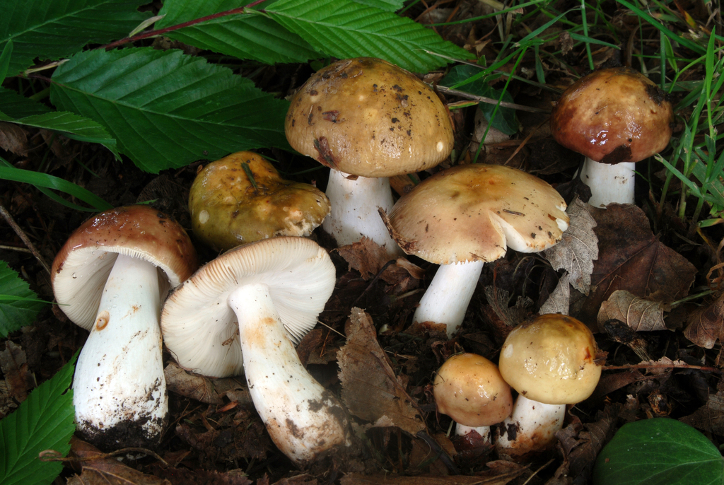 Russula carpini from Vimodrone - Parco urbano (MI), Italia on May 5 ...