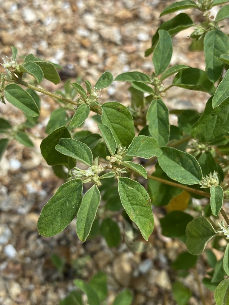 Prairie Tea in September 2023 by jim · iNaturalist