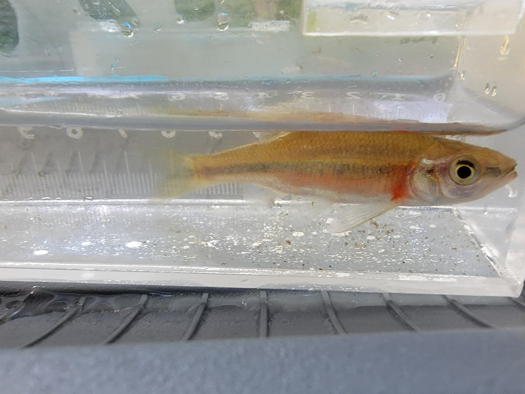 Rosyside Dace from Boyds, MD 20841, USA on September 4, 2023 at 10:03 ...