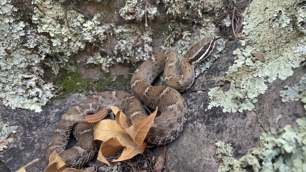 Arizona Ridgenose Rattlesnake in September 2022 by himynameisjaye ...