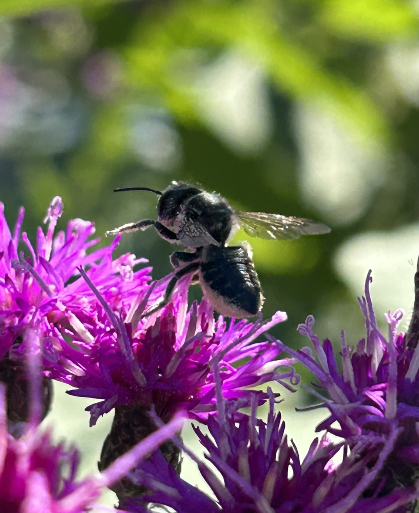 Leafcutter, Mortar, and Resin Bees from Babylon, NY, USA on September 1 ...